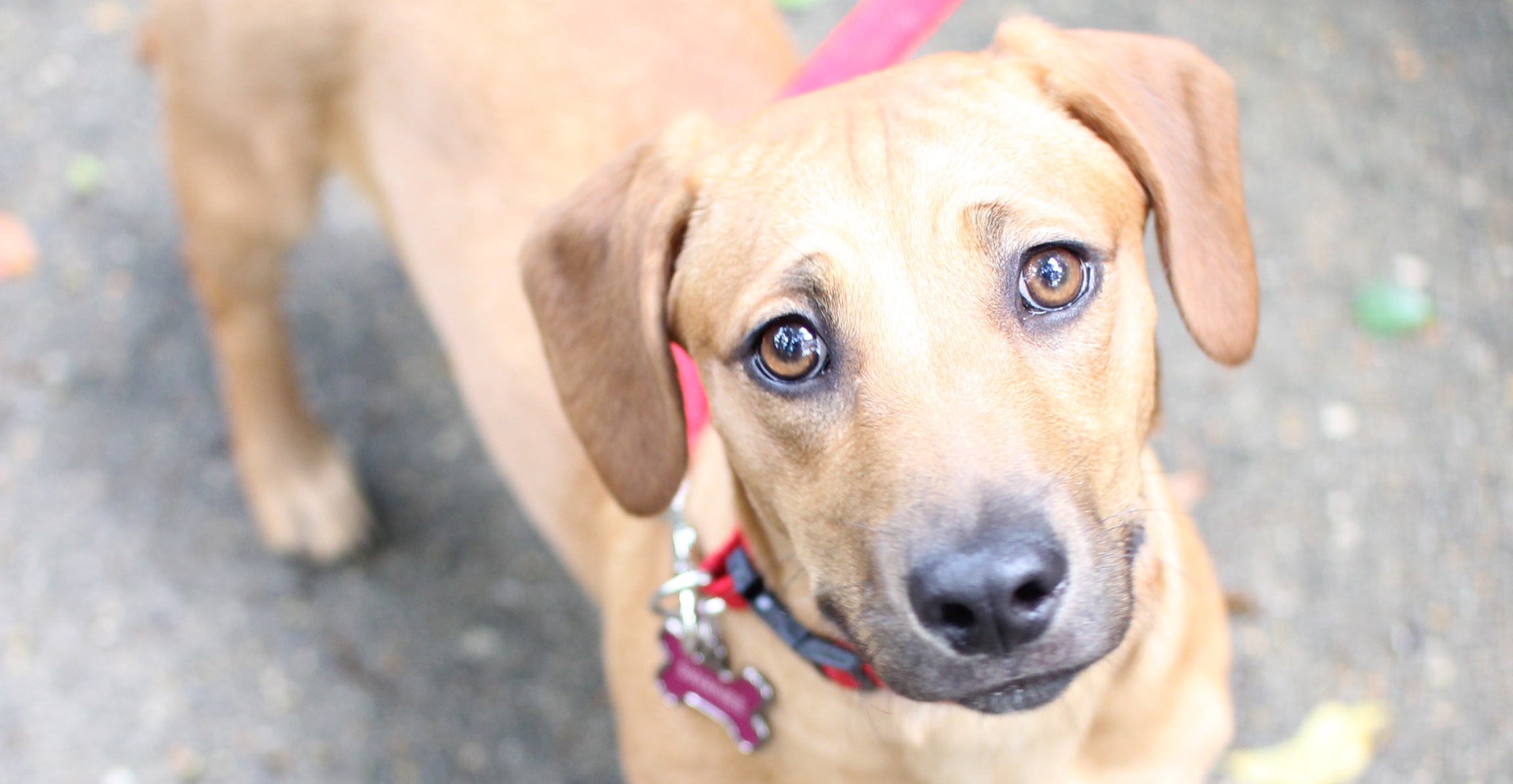 Adoption Application | Leon County Humane Society