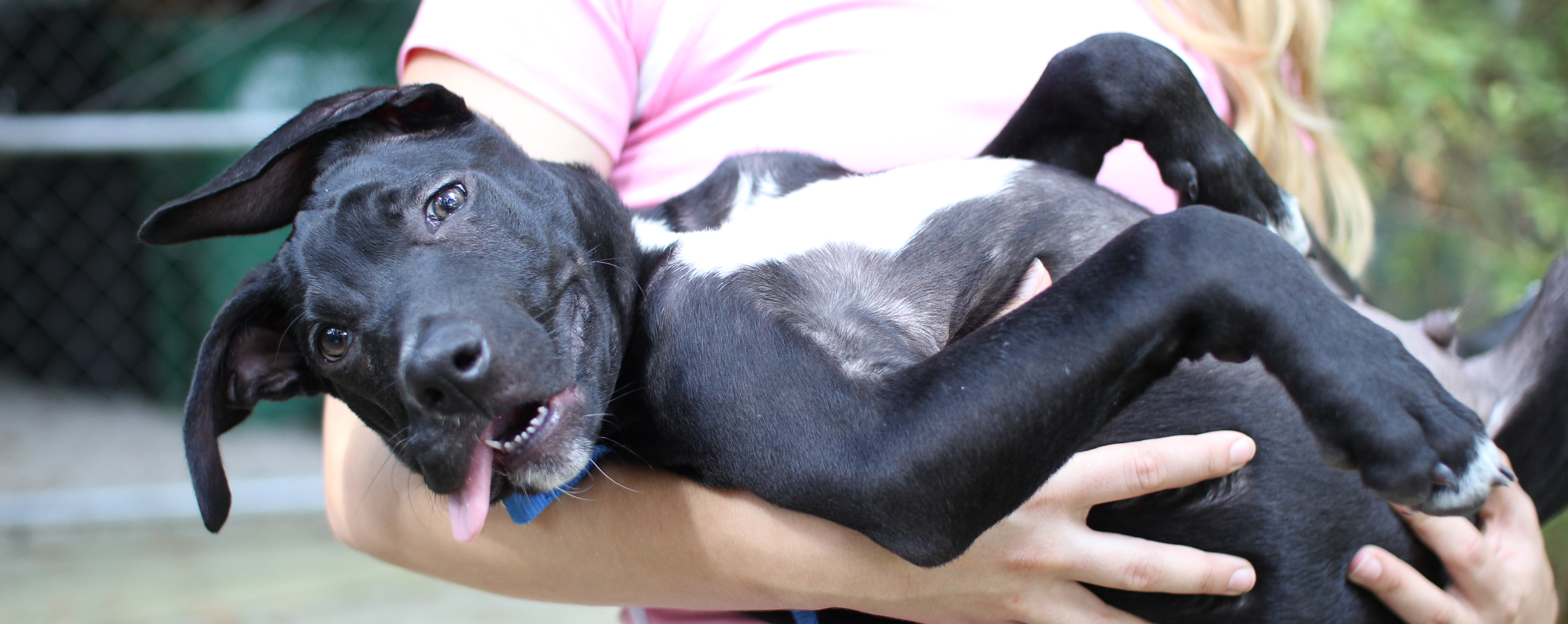 dog-24 | Leon County Humane Society