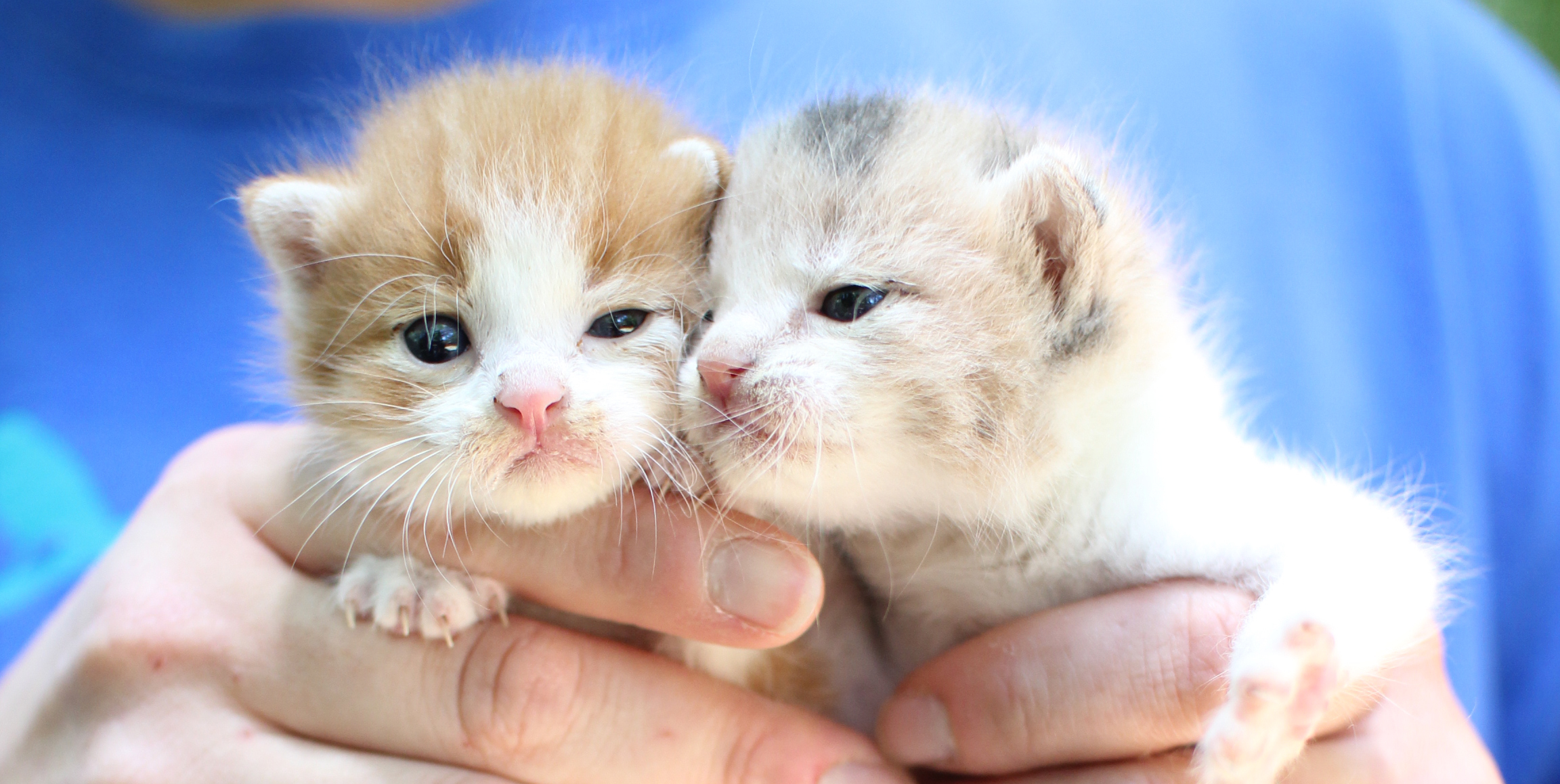 Tribute to a Pet | Leon County Humane Society