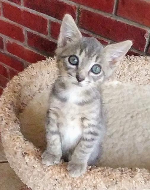 Boomer | Leon County Humane Society Boomer | Leon County Humane Society