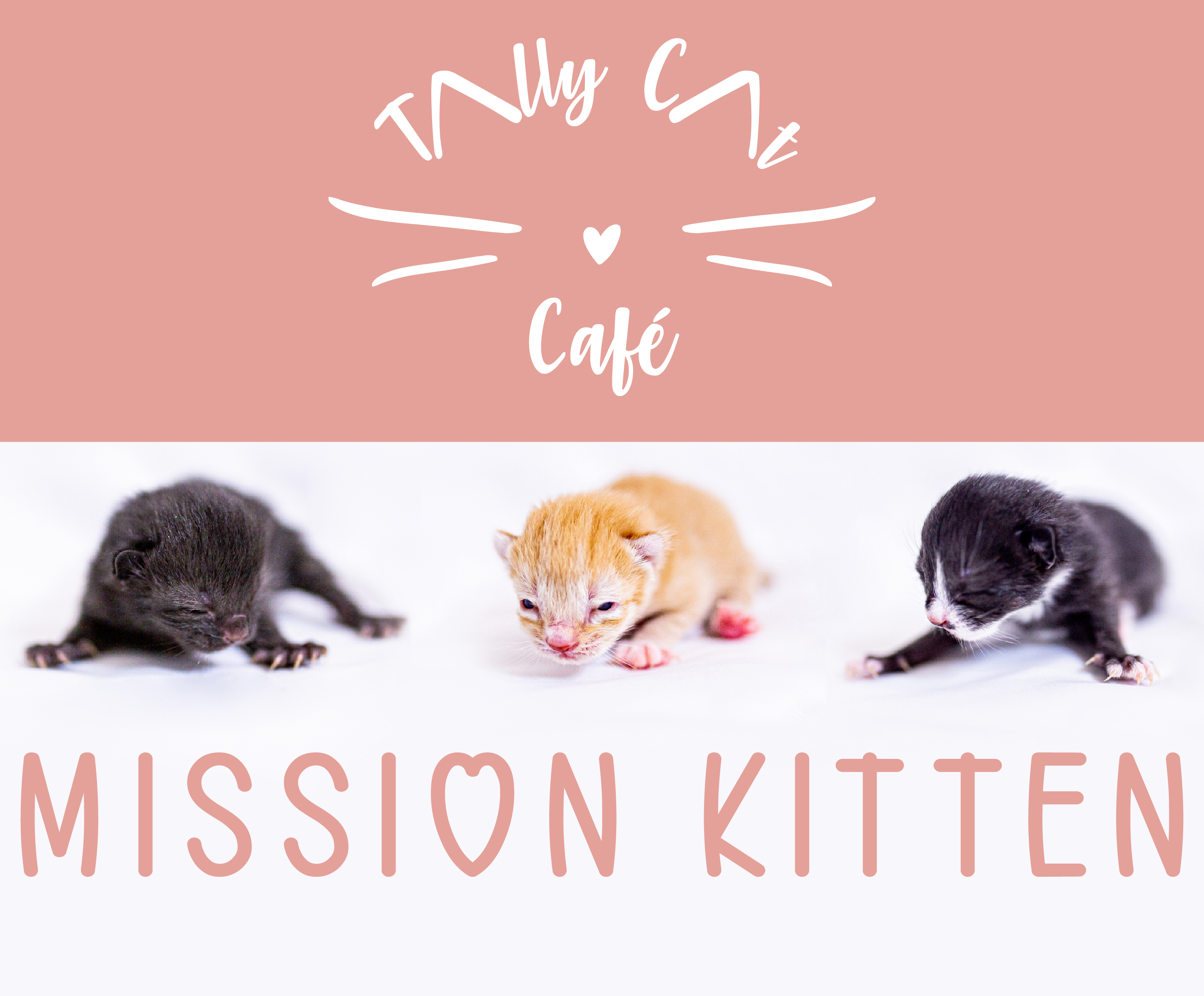 Mission Kitten | Leon County Humane Society