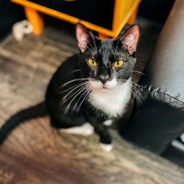 All Adoptable Pets | Leon County Humane Society