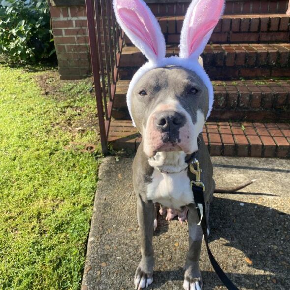 All Adoptable Pets | Leon County Humane Society