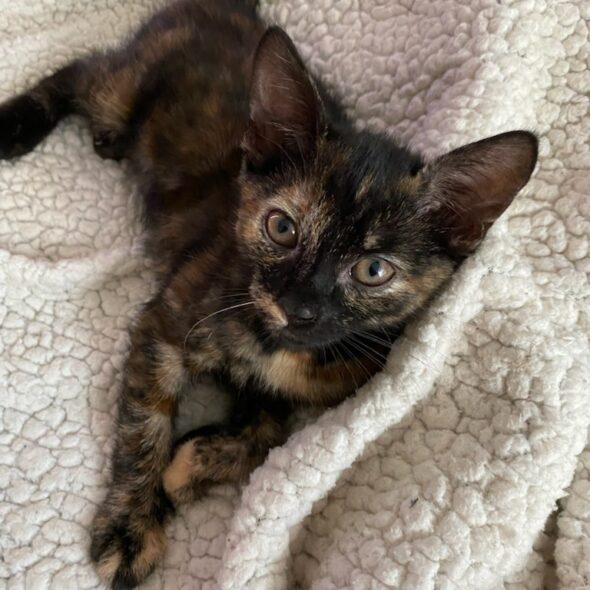 All Adoptable Pets | Leon County Humane Society