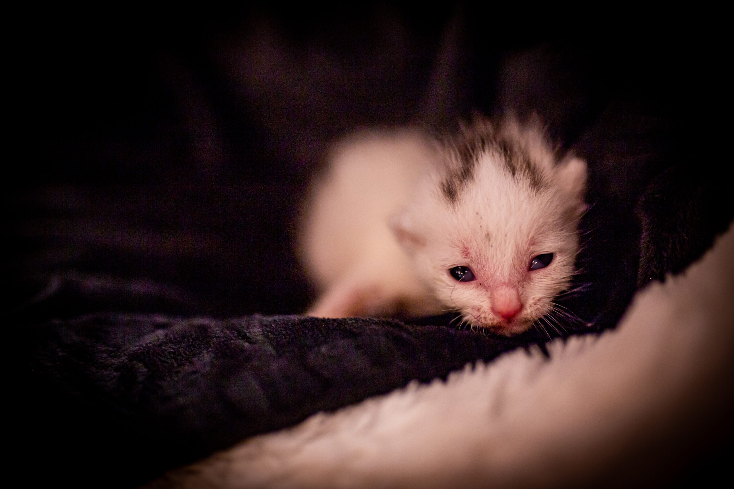 Found Kitten Guide | Leon County Humane Society