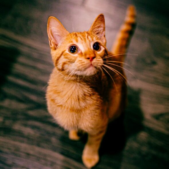 All Adoptable Pets | Leon County Humane Society