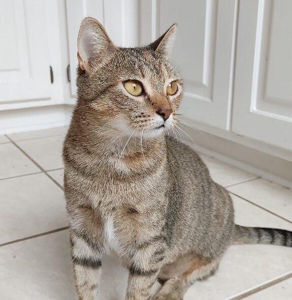 All Adoptable Pets | Leon County Humane Society