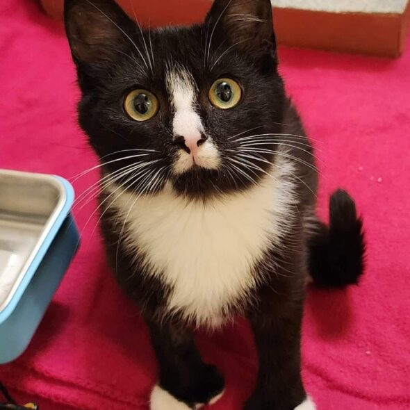 All Adoptable Pets | Leon County Humane Society