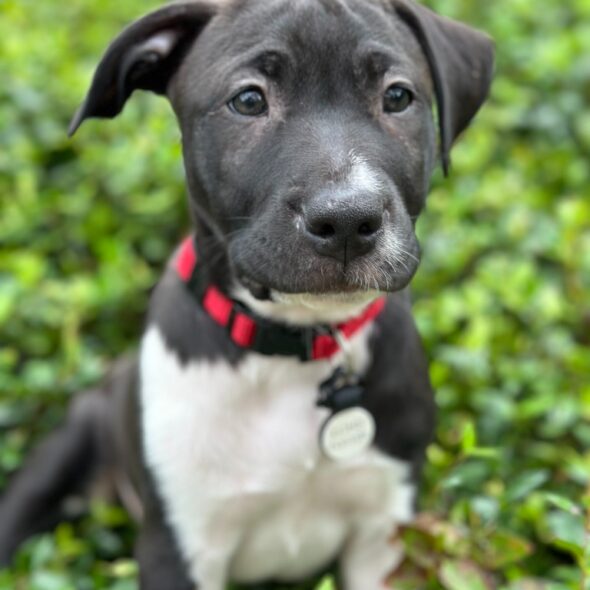 Adoptable Dogs | Leon County Humane Society