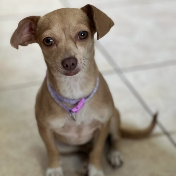 Adoptable Dogs | Leon County Humane Society