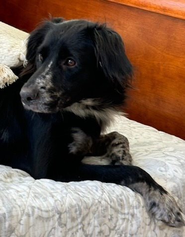 Adoptable Dogs | Leon County Humane Society