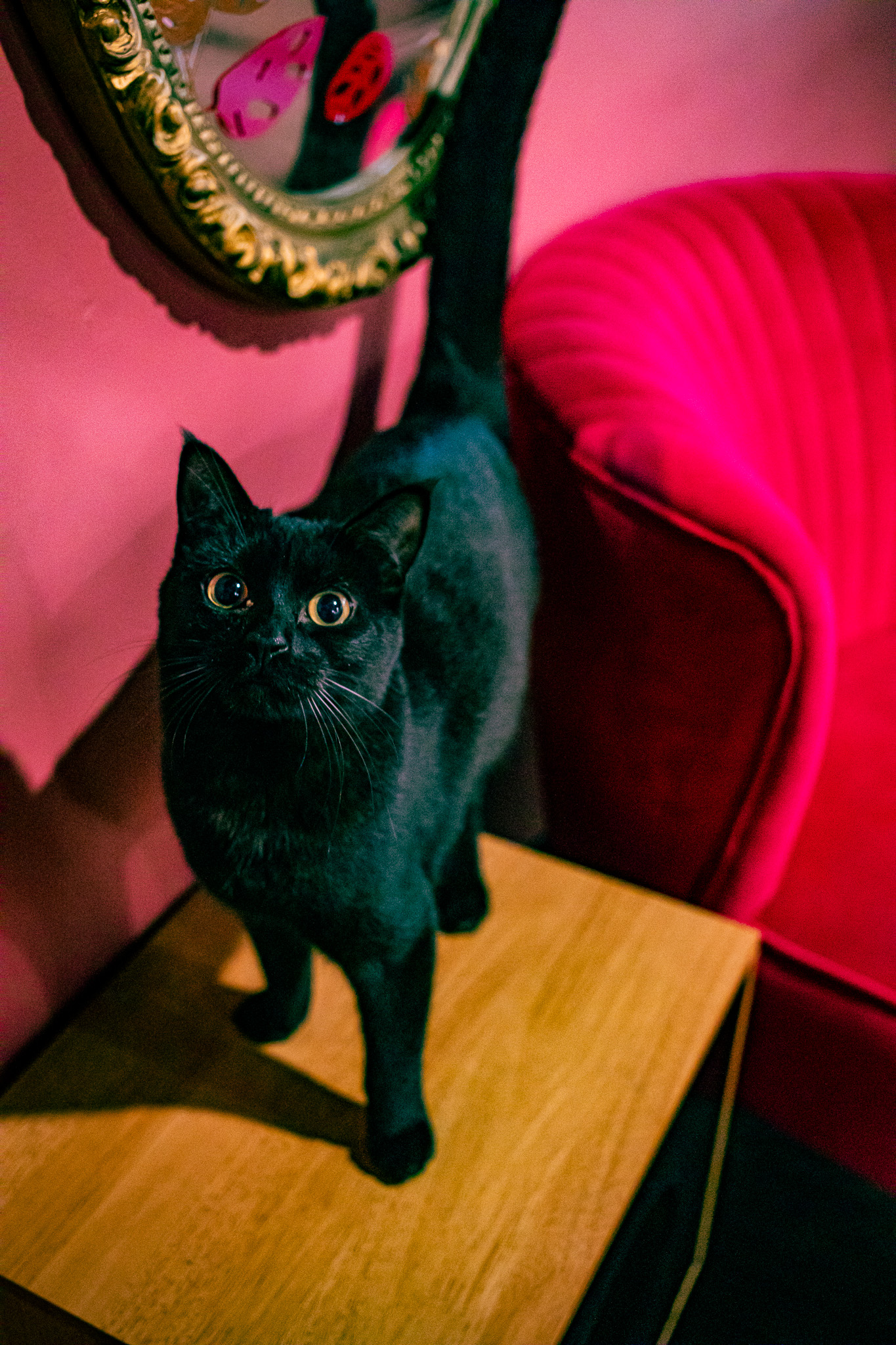 Tally Cat Cafe | Leon County Humane Society