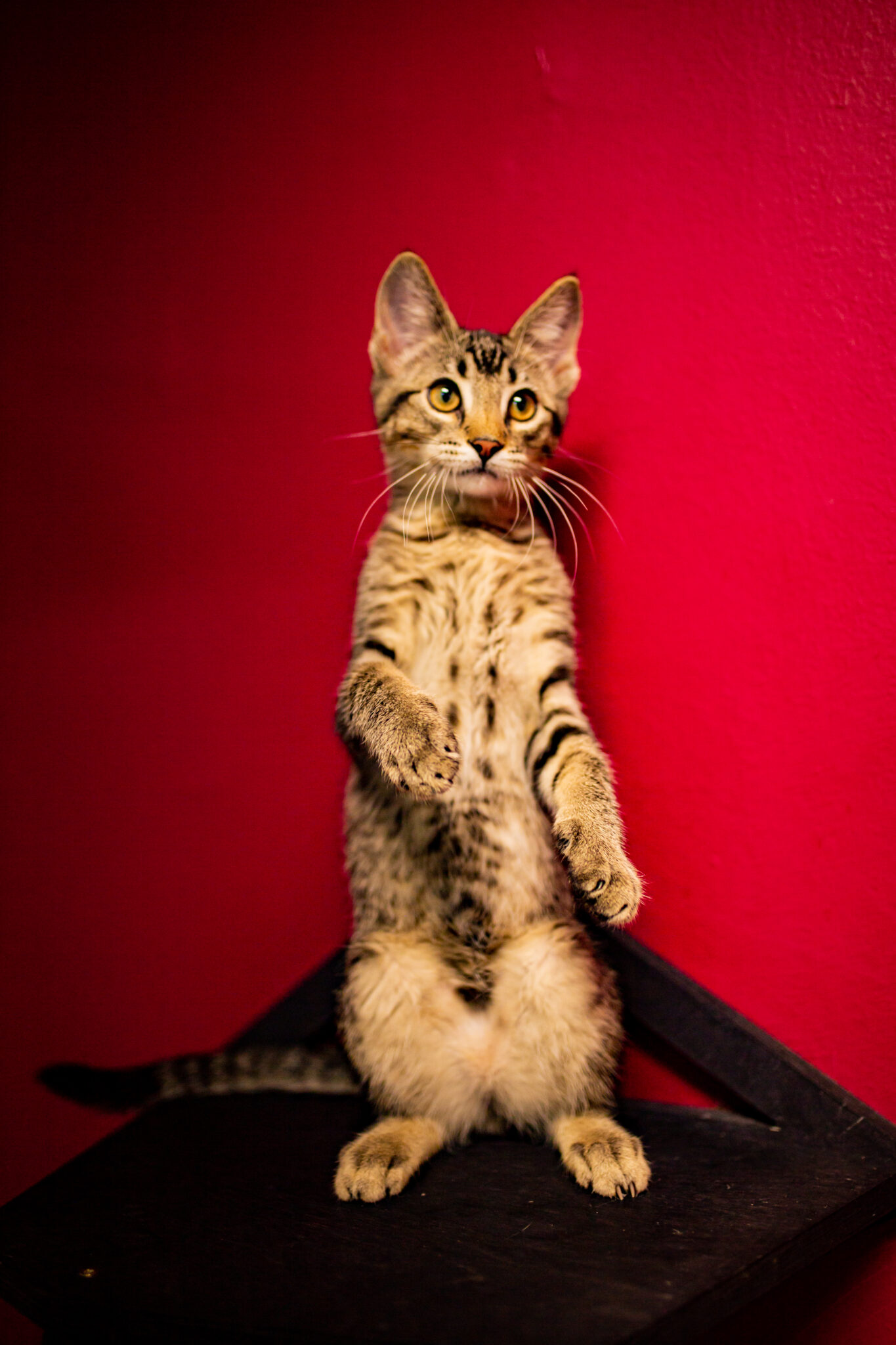 Tally Cat Cafe | Leon County Humane Society