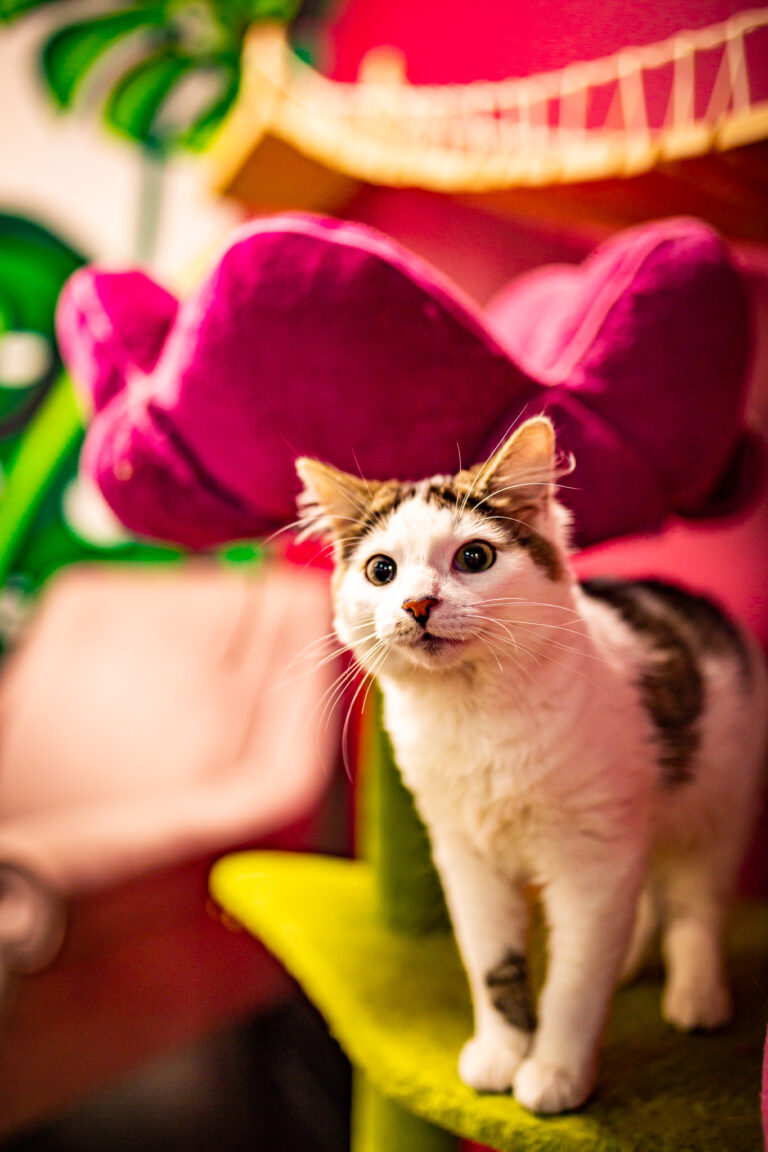 Tally Cat Cafe | Leon County Humane Society