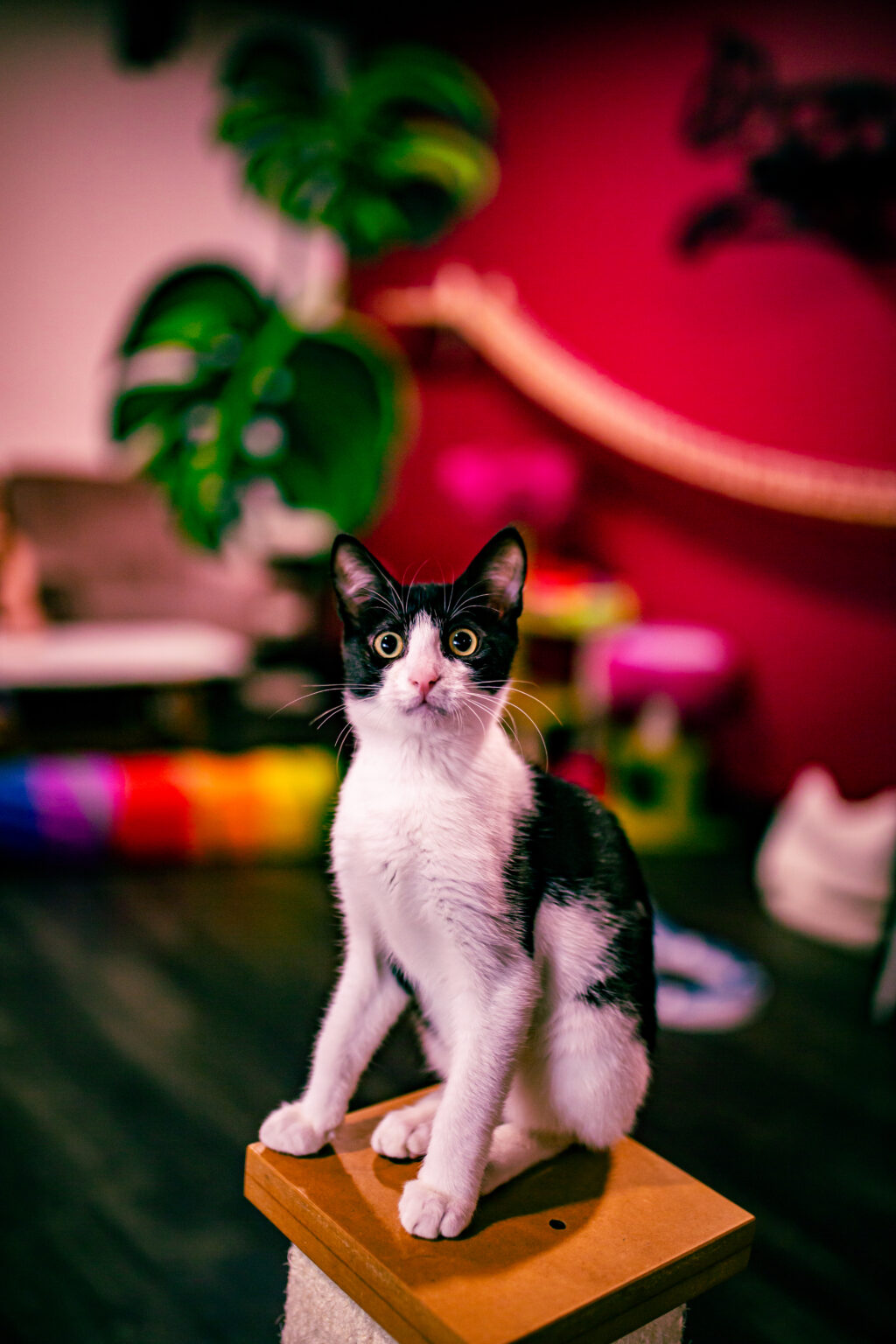 Tally Cat Cafe | Leon County Humane Society