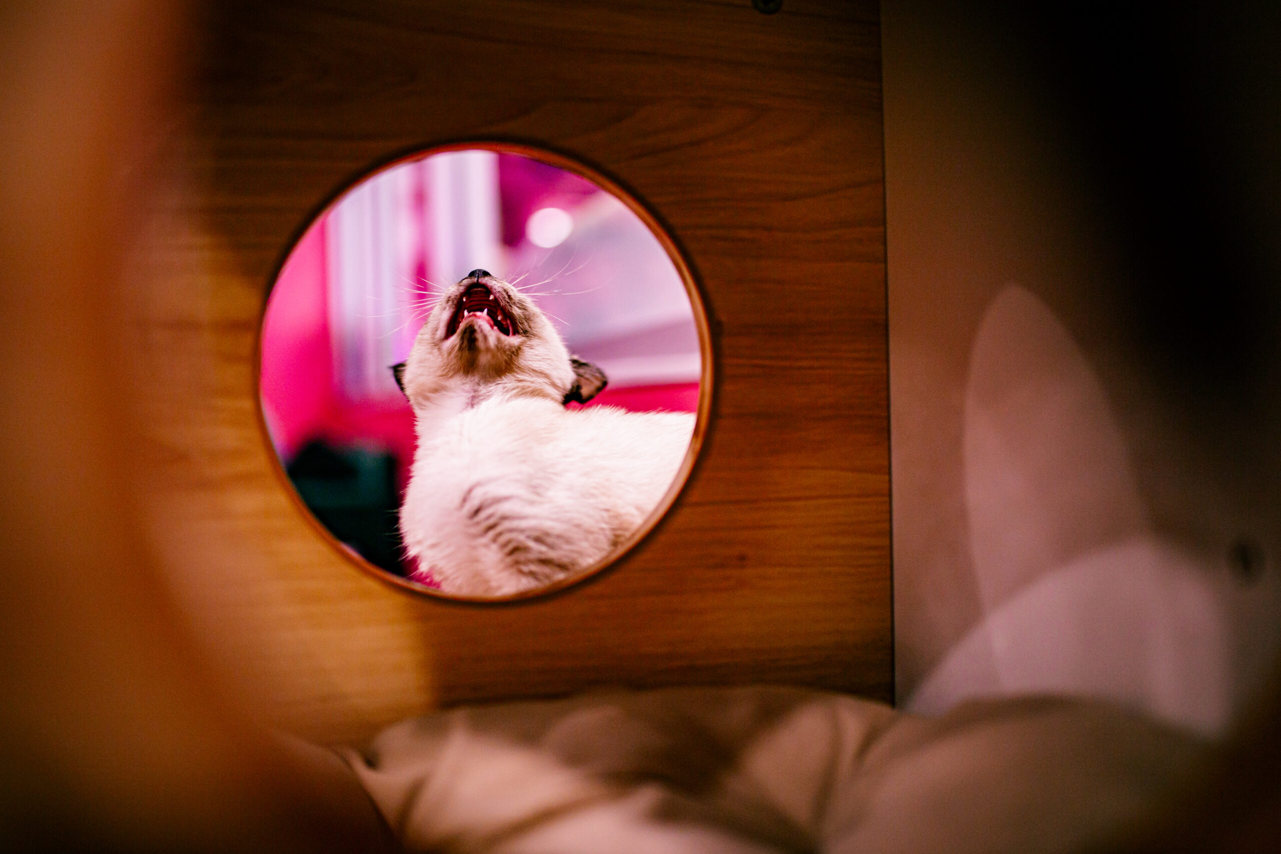 Tally Cat Cafe | Leon County Humane Society