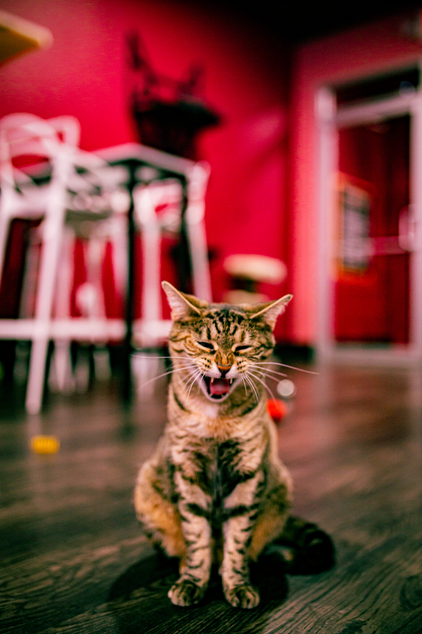 Tally Cat Cafe | Leon County Humane Society