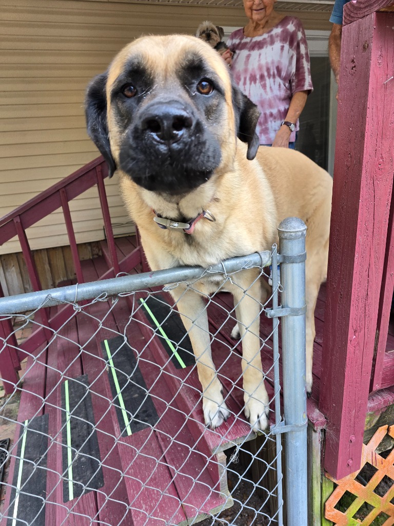 Adoptable Dogs | Leon County Humane Society