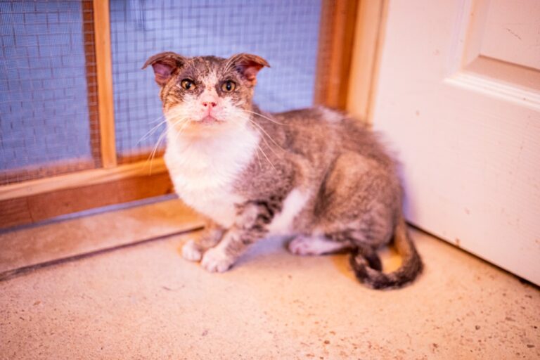 Little Dobby | Leon County Humane Society