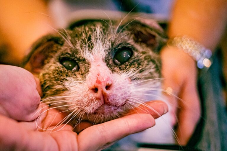 Little Dobby | Leon County Humane Society