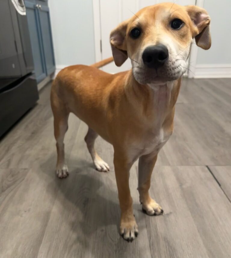 Adoptable Dogs | Leon County Humane Society